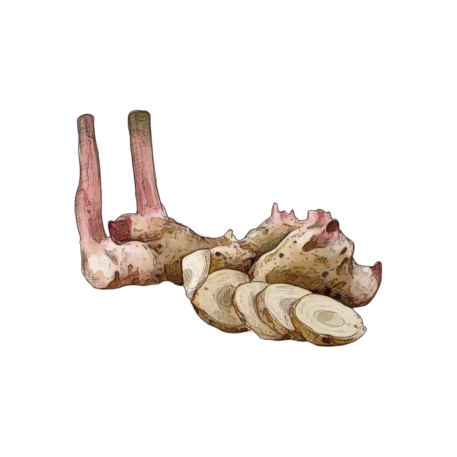 Spices - Javagri